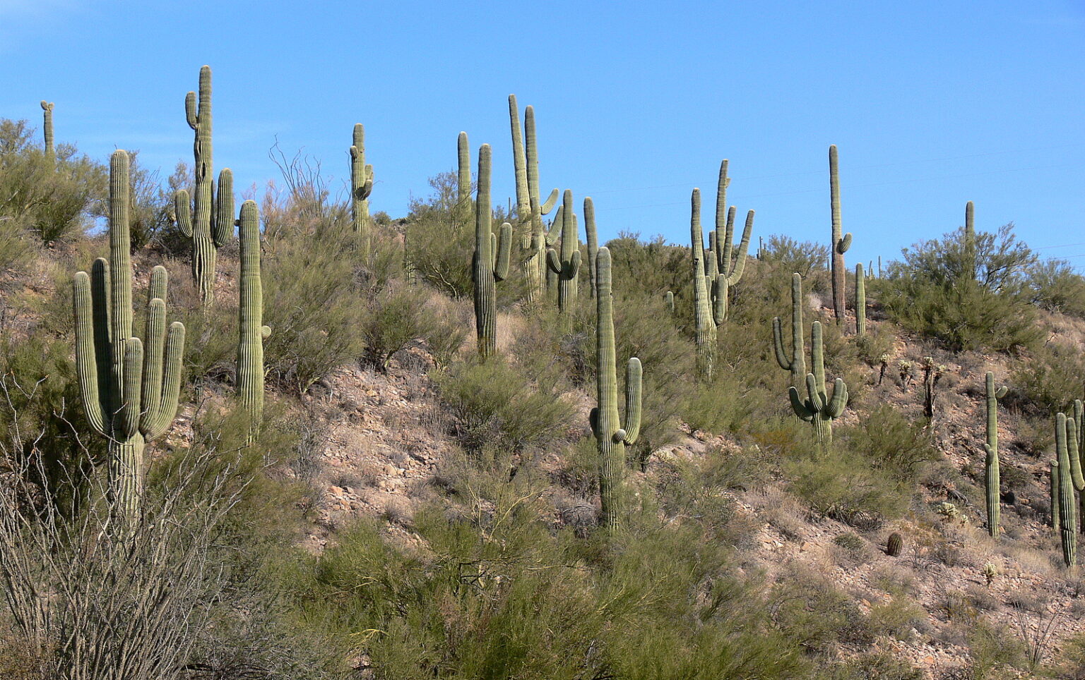 Saguaro National Park, Arizona: The Best Hikes & Where to See the Most ...