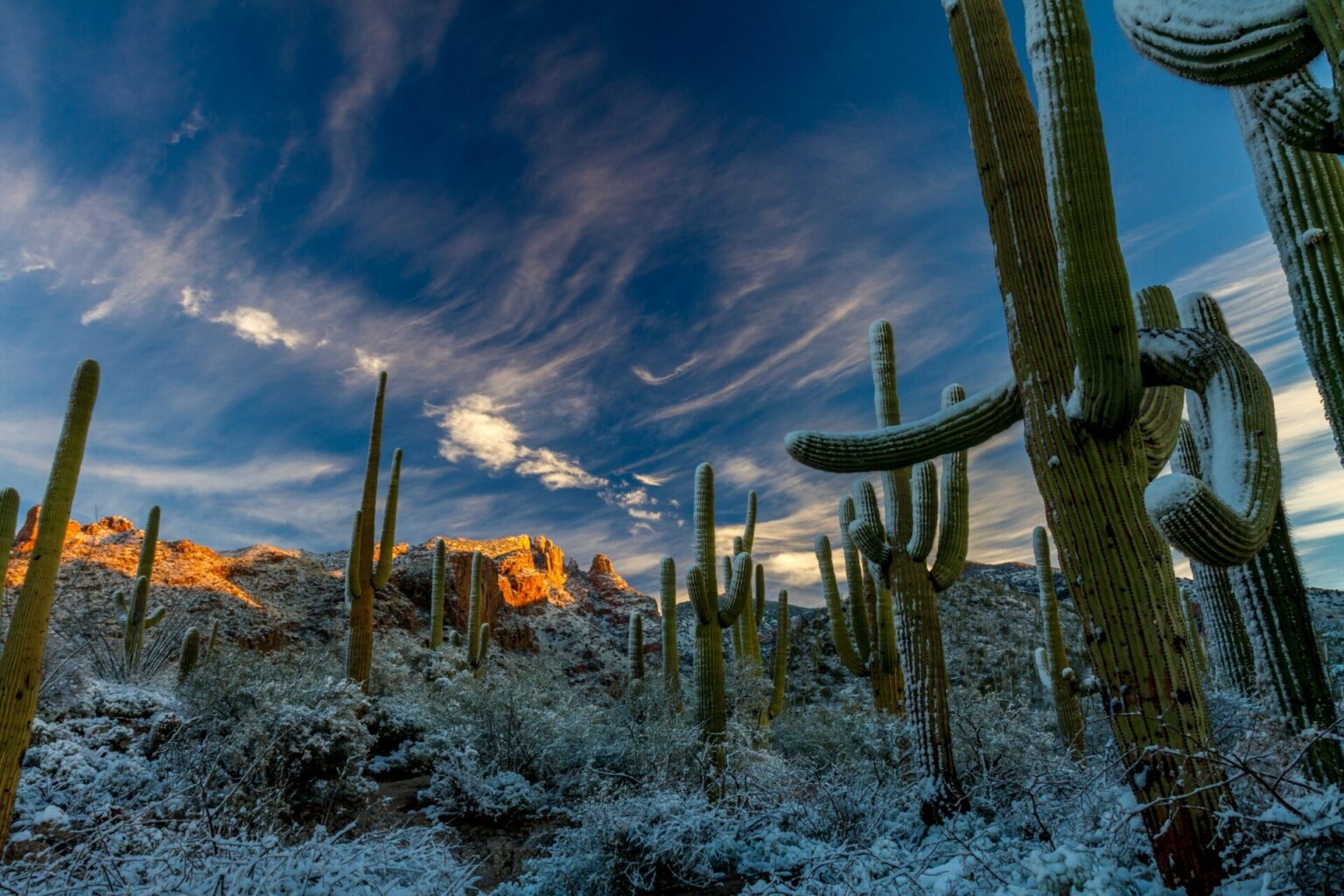 Saguaro National Park, Arizona: The Best Hikes & Where to See the Most ...