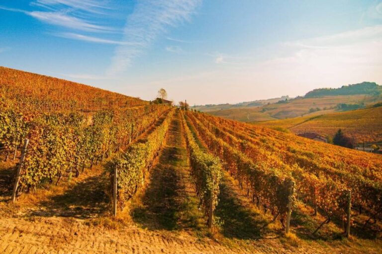 The Complete Guide to Barolo: Italy's King of Wines & Where to Taste It ...