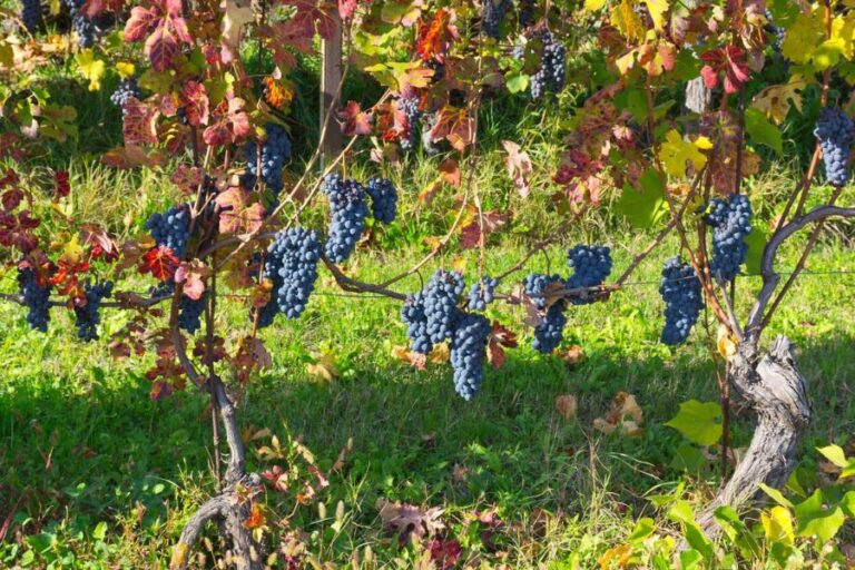 The Complete Guide to Barolo: Italy's King of Wines & Where to Taste It ...