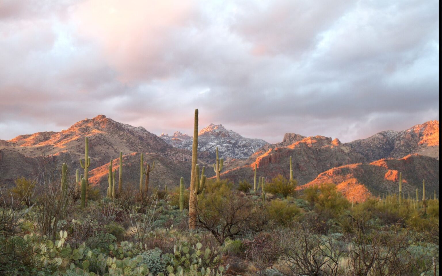 Why Tucson Became One of My Favorite Cities in Arizona - Bellas Bold ...