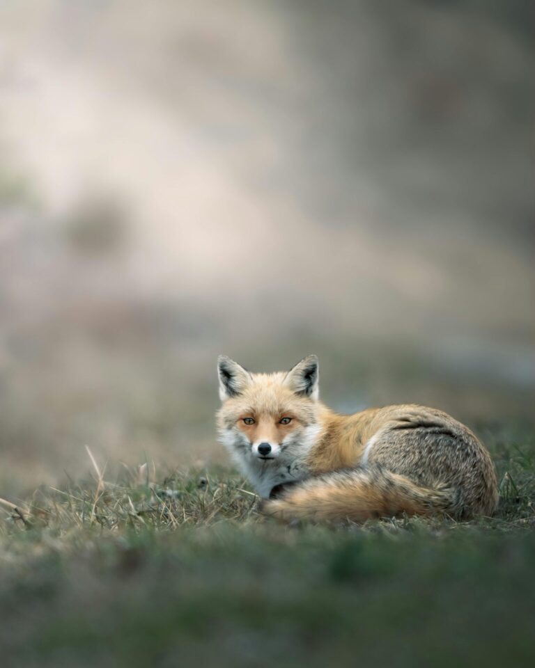 Sacred Mountain: The Hermitages and Wildlife of Maiella National Park ...