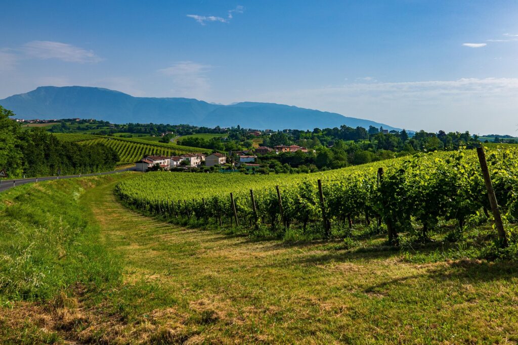 Vineyard Hiking in the Prosecco Hills: Trails With Sparkling Rewards ...