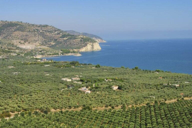 Olive Trees Older Than Rome: The Ancient Agriculture of Puglia - Bellas ...