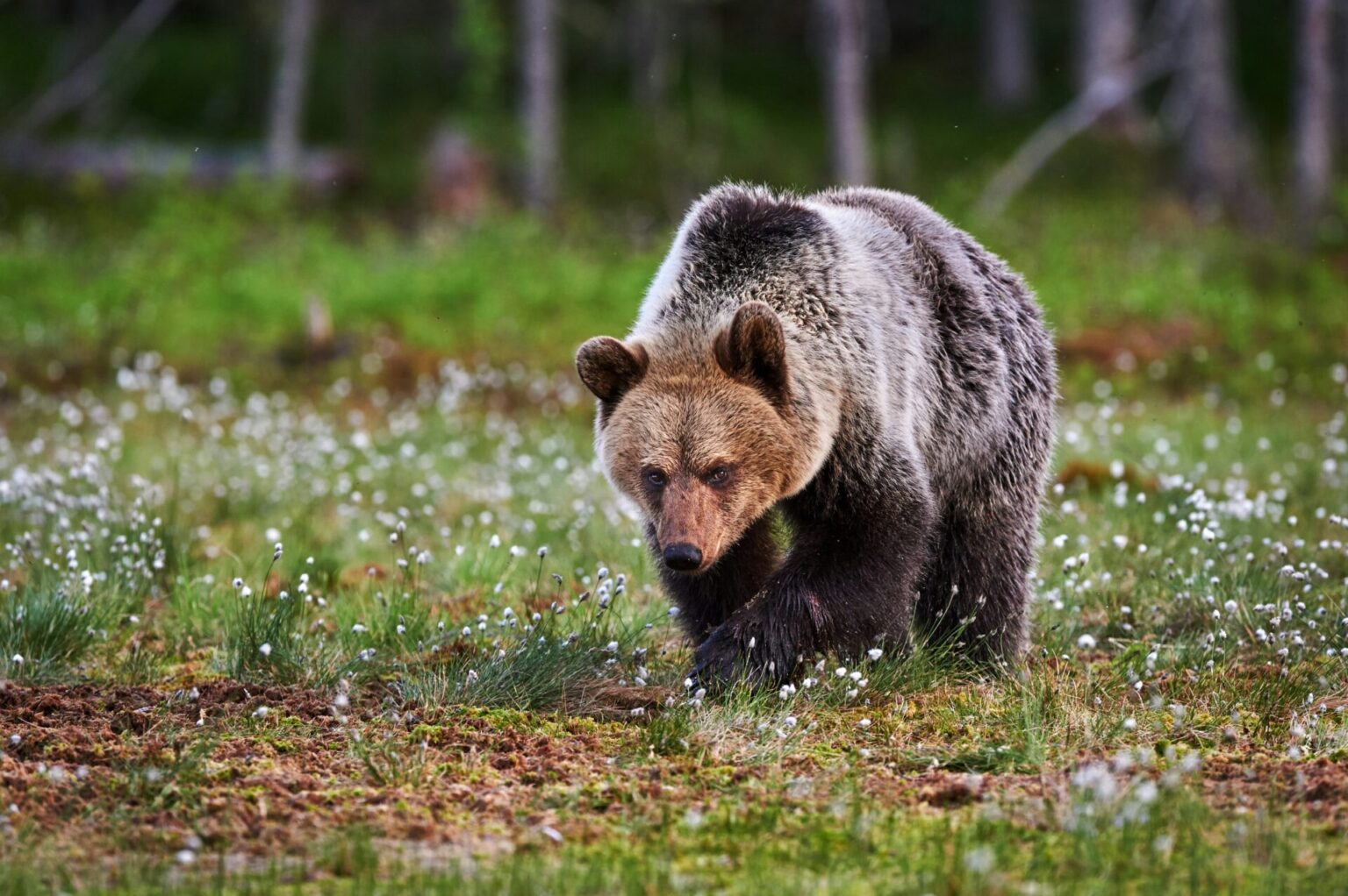 Italy's Highest Peak South of the Alps: Exploring Wild Gran Sasso ...