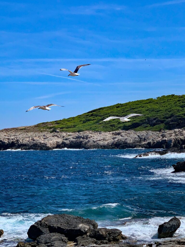 Sea Stacks and Hidden Coves: Boat Tour Adventures from Vieste - Bellas ...