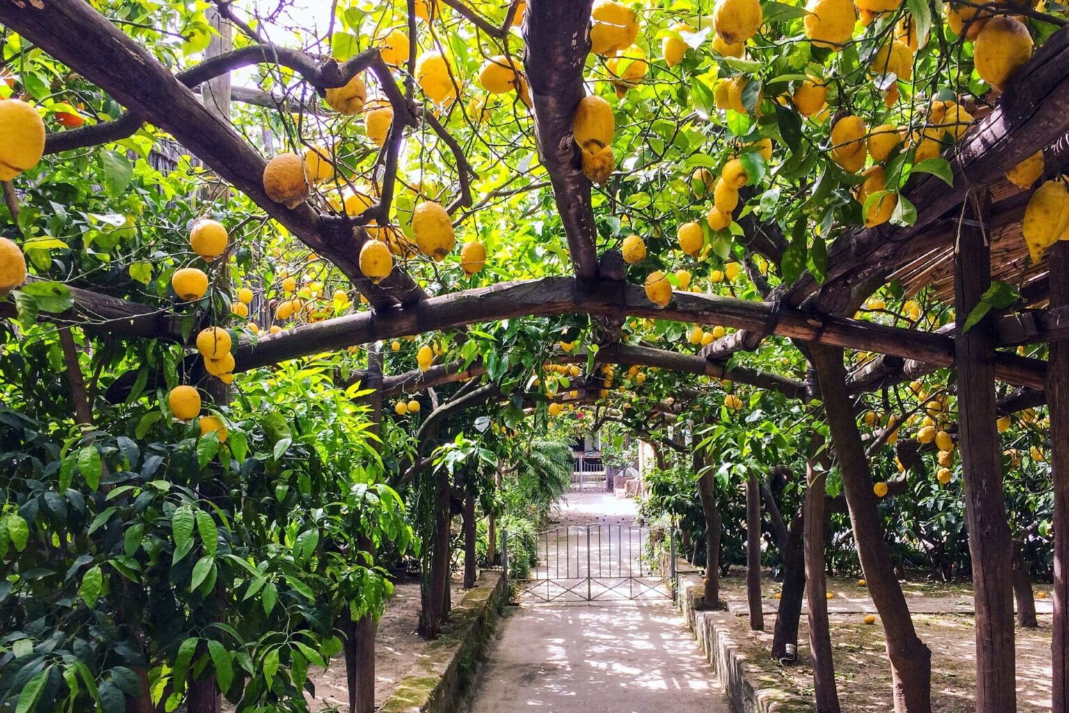 Lemons and Luxury: The Perfect Base for Exploring the Bay of Naples ...