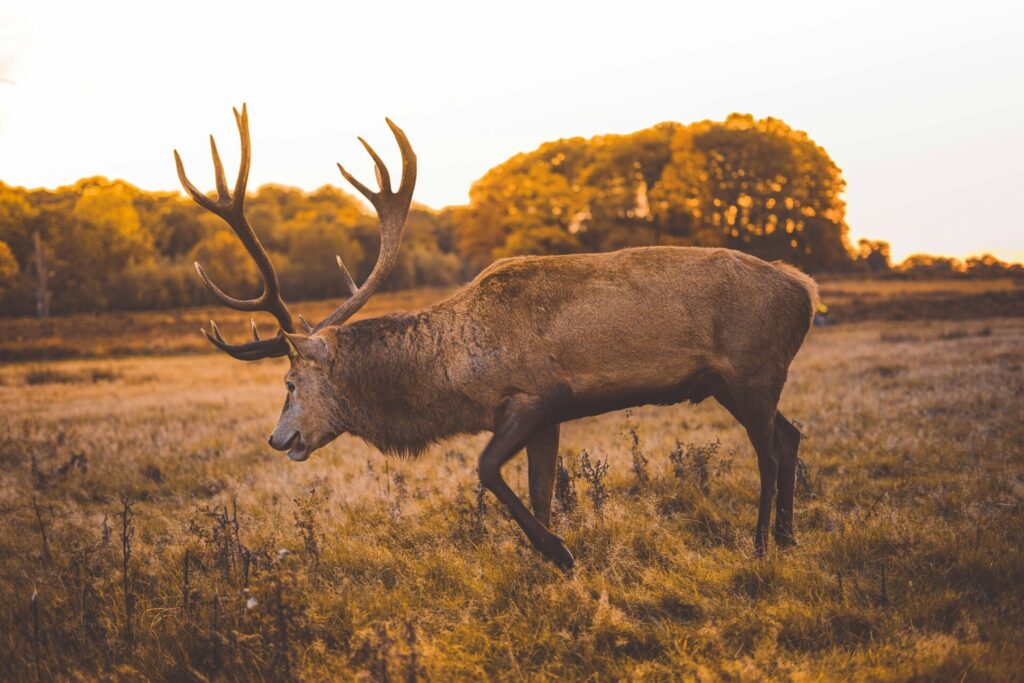 Spotting Wild Deer in Richmond Park: My Escape to London's Largest ...