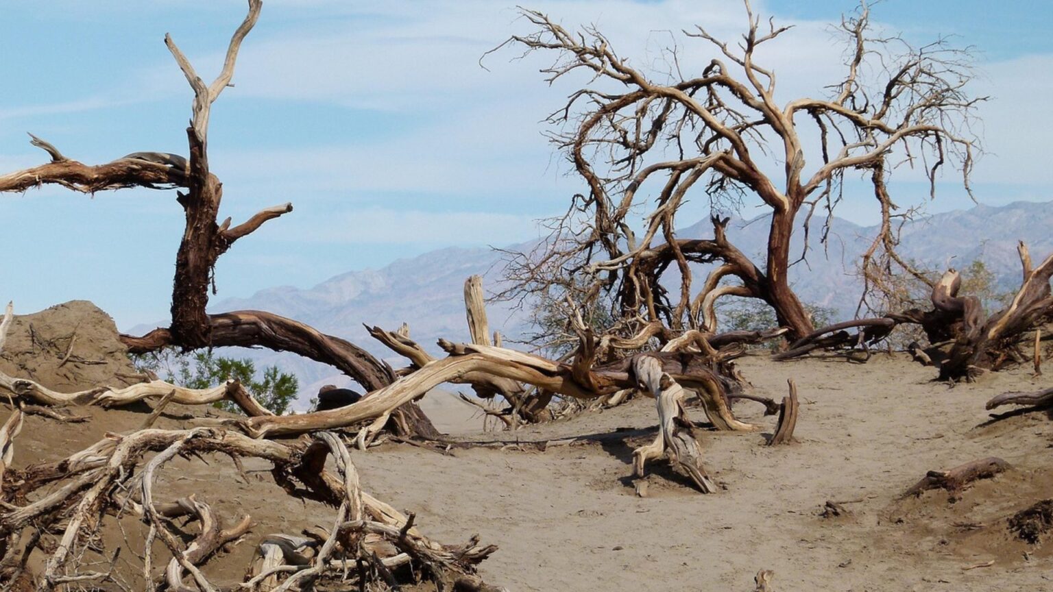 Death Valley: Chasing the Unpredictable Superbloom - Bellas Bold Adventures