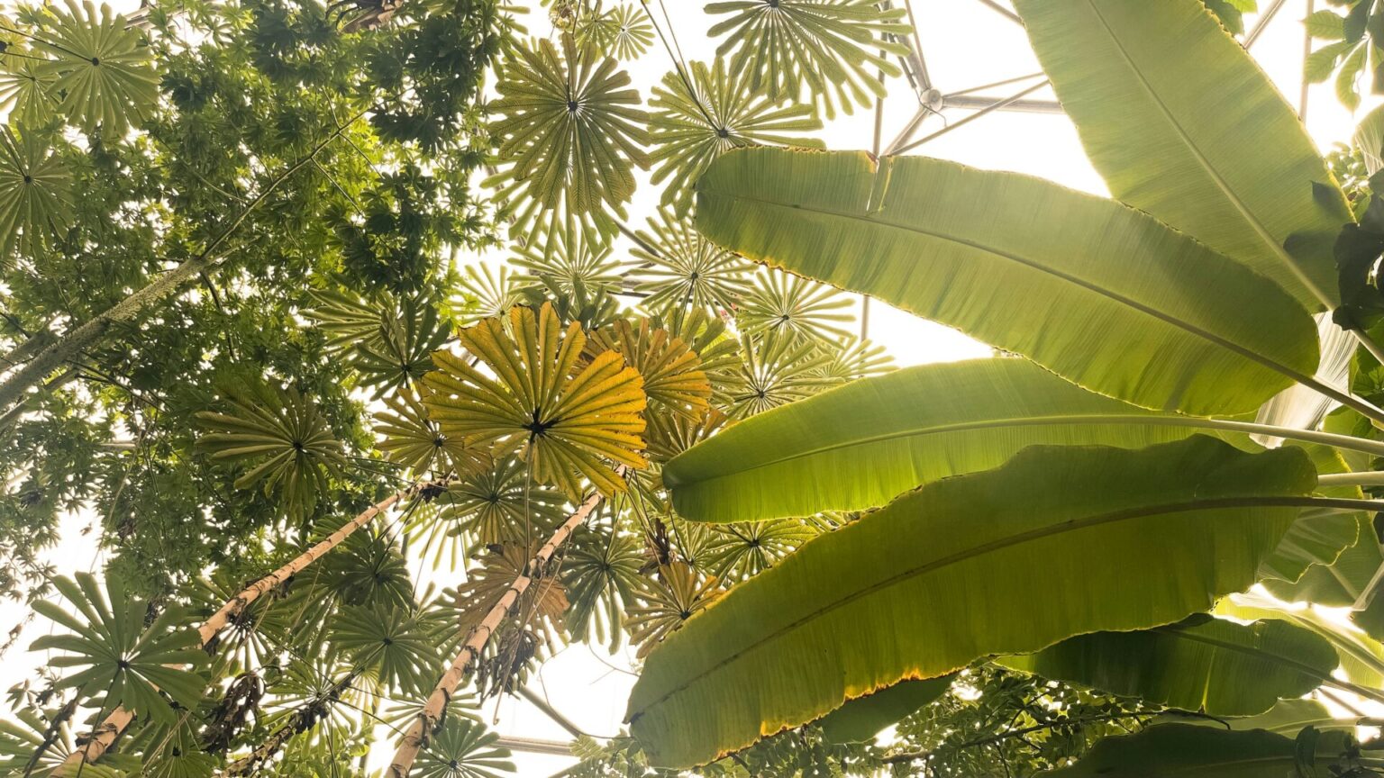 Is the Eden Project Worth the Price? My Honest Review and Tips for ...