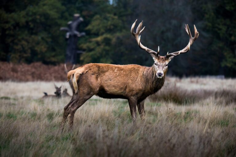 Spotting Wild Deer in Richmond Park: My Escape to London's Largest ...