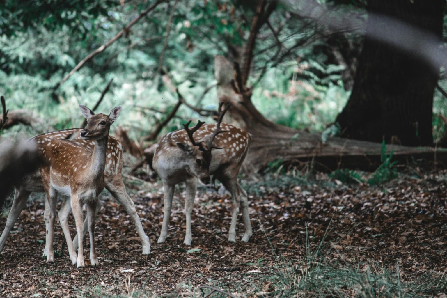 Spotting Wild Deer in Richmond Park: My Escape to London's Largest ...