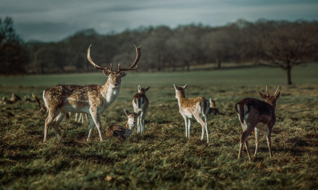 Spotting Wild Deer in Richmond Park: My Escape to London's Largest ...