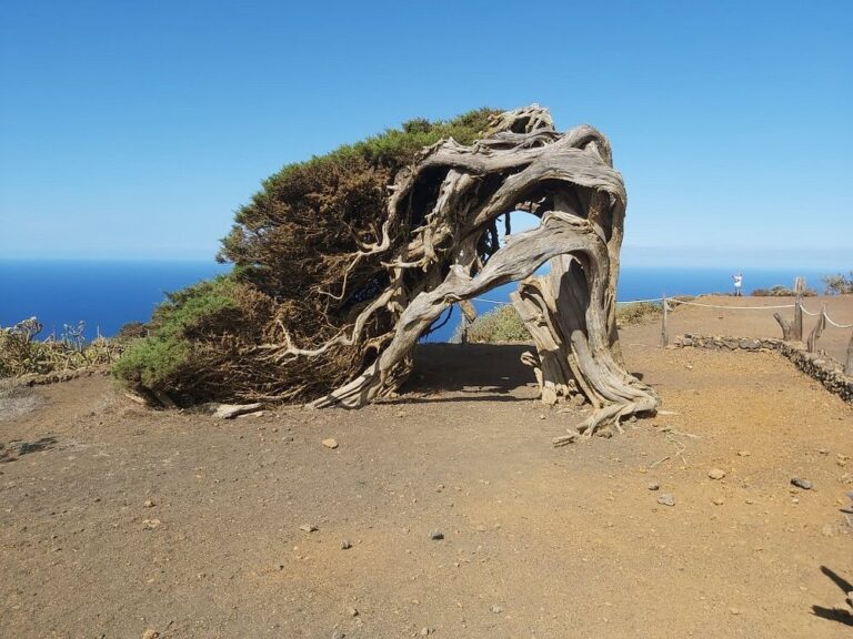 Valverde's Calm Capital & The Twisted Trees of El Sabinar: Discovering ...