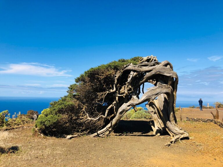 Valverde's Calm Capital & The Twisted Trees of El Sabinar: Discovering ...