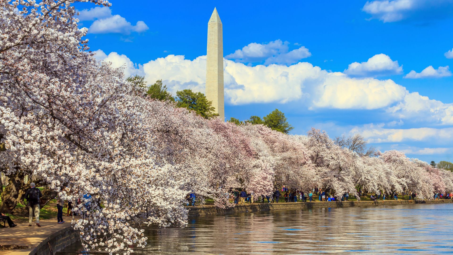 Cherry Blossoms in Washington DC: An Unforgettable Experience - Bellas ...
